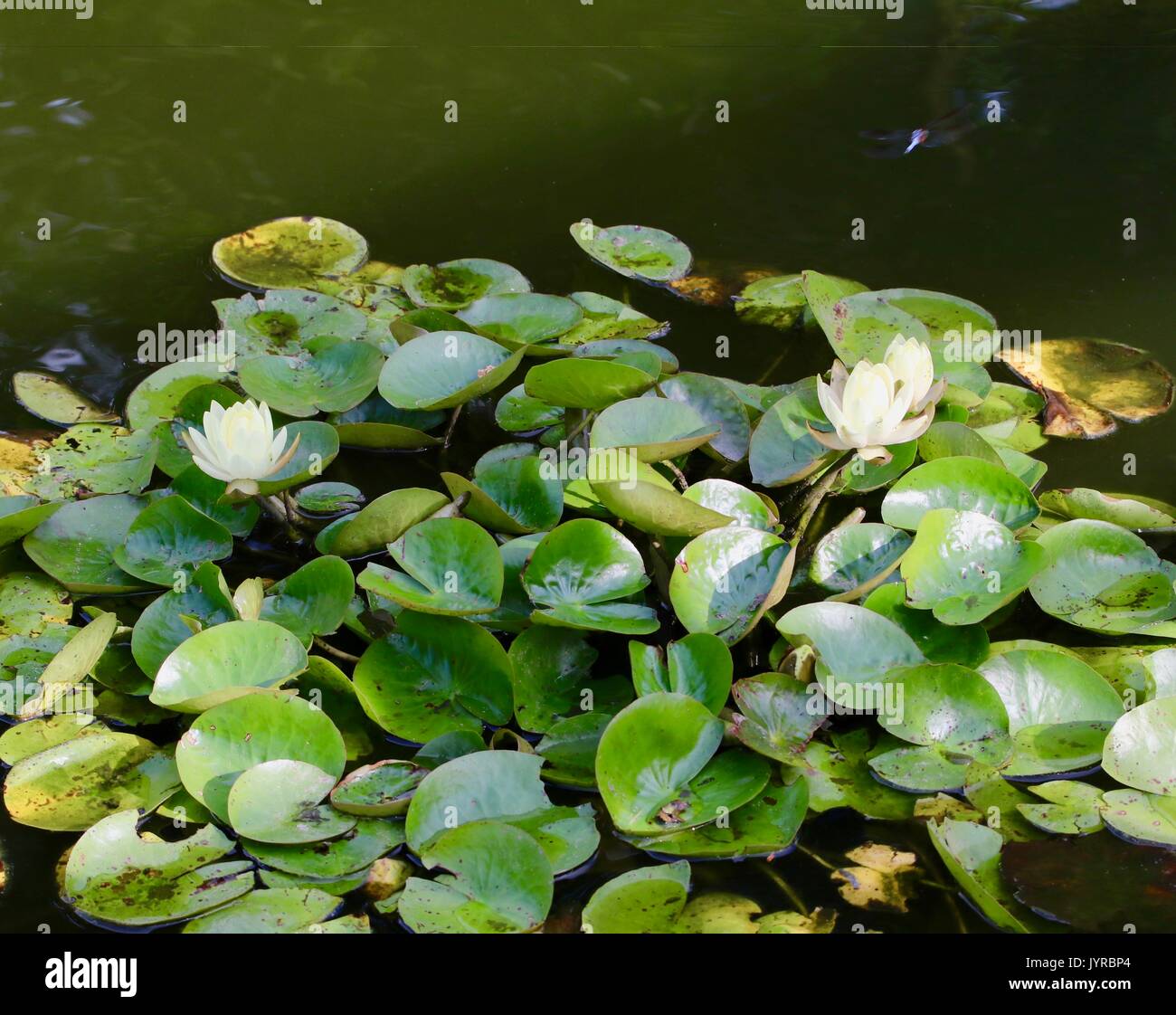 Blossoming water lilies in a green pool Stock Photo - Alamy