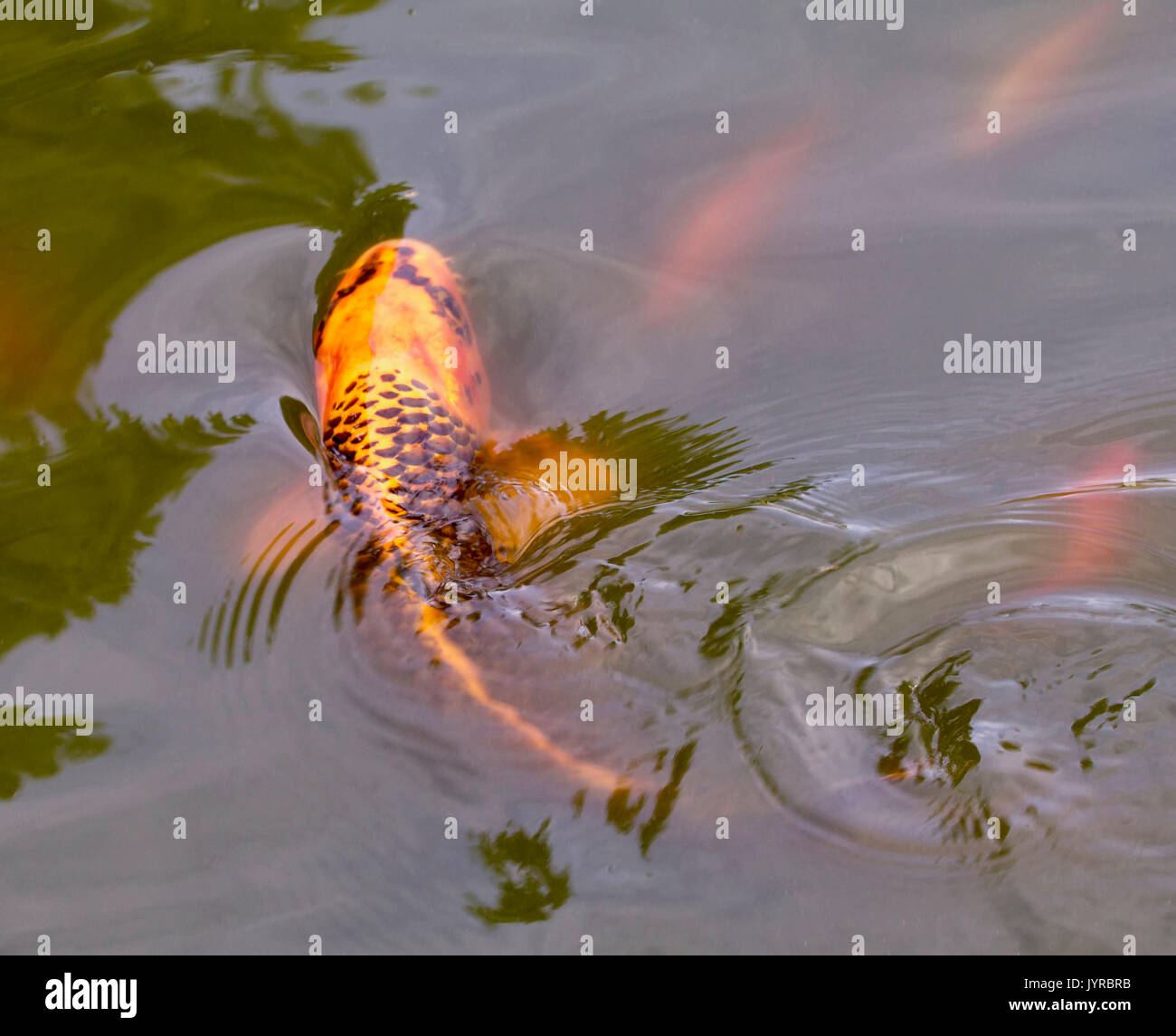 Many goldfish swimming hi-res stock photography and images - Alamy