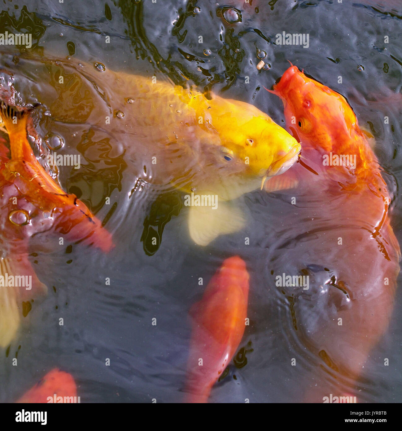 Multiple gold and yellow coy fish looking for food Stock Photo - Alamy