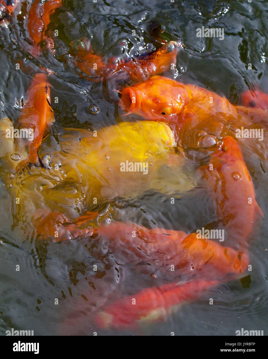 Multiple gold and yellow coy fish maneuvering for position Stock Photo ...