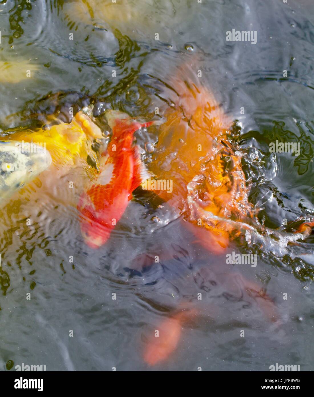 Two yellow and a gold coy fish trying for position Stock Photo - Alamy