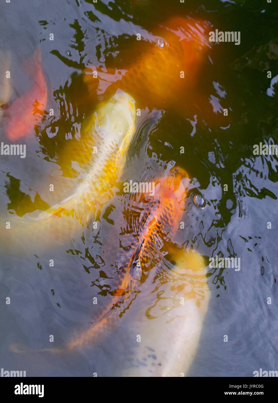 Coy colors hi-res stock photography and images - Alamy