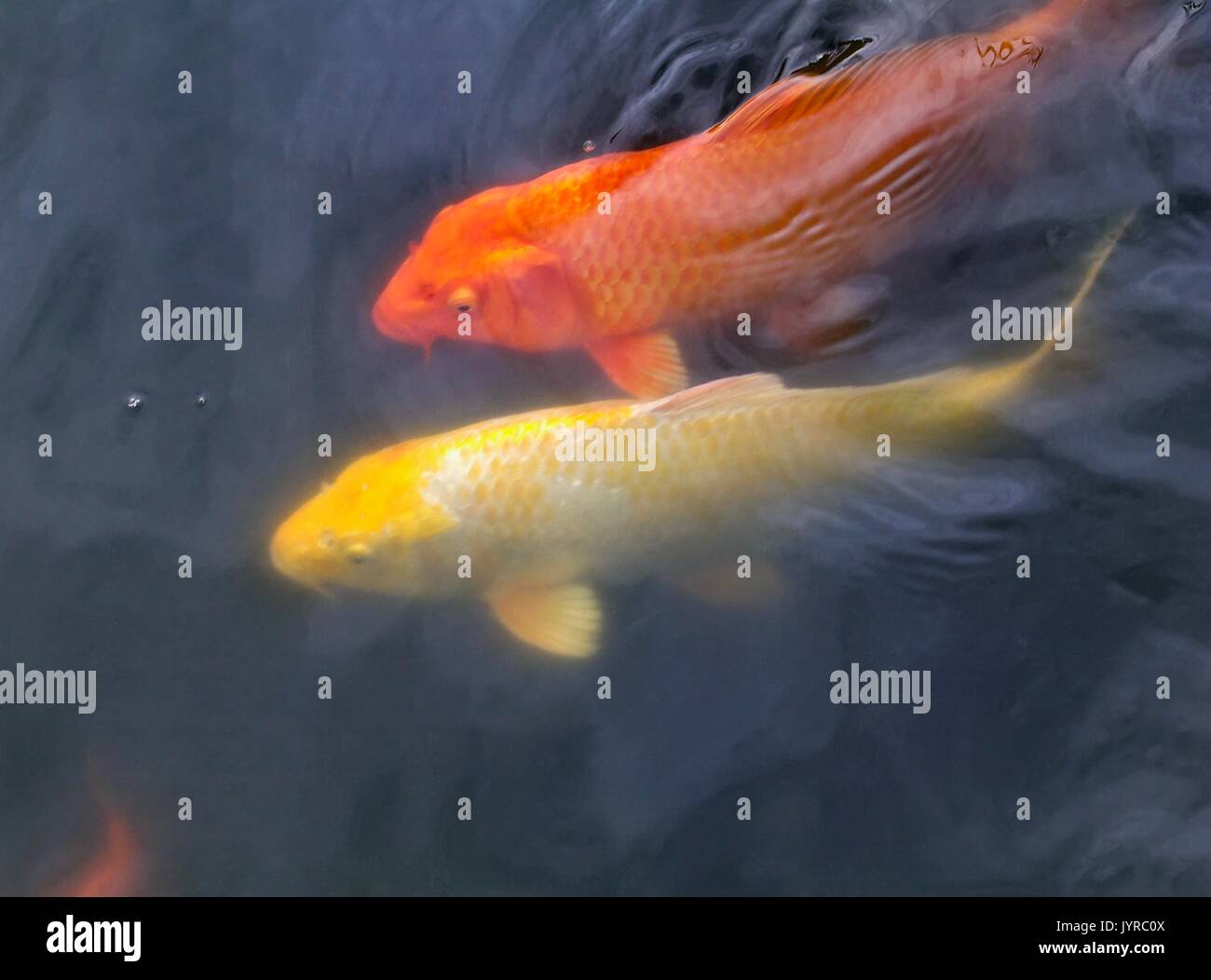 A gold and yellow coy fish swimming together Stock Photo - Alamy