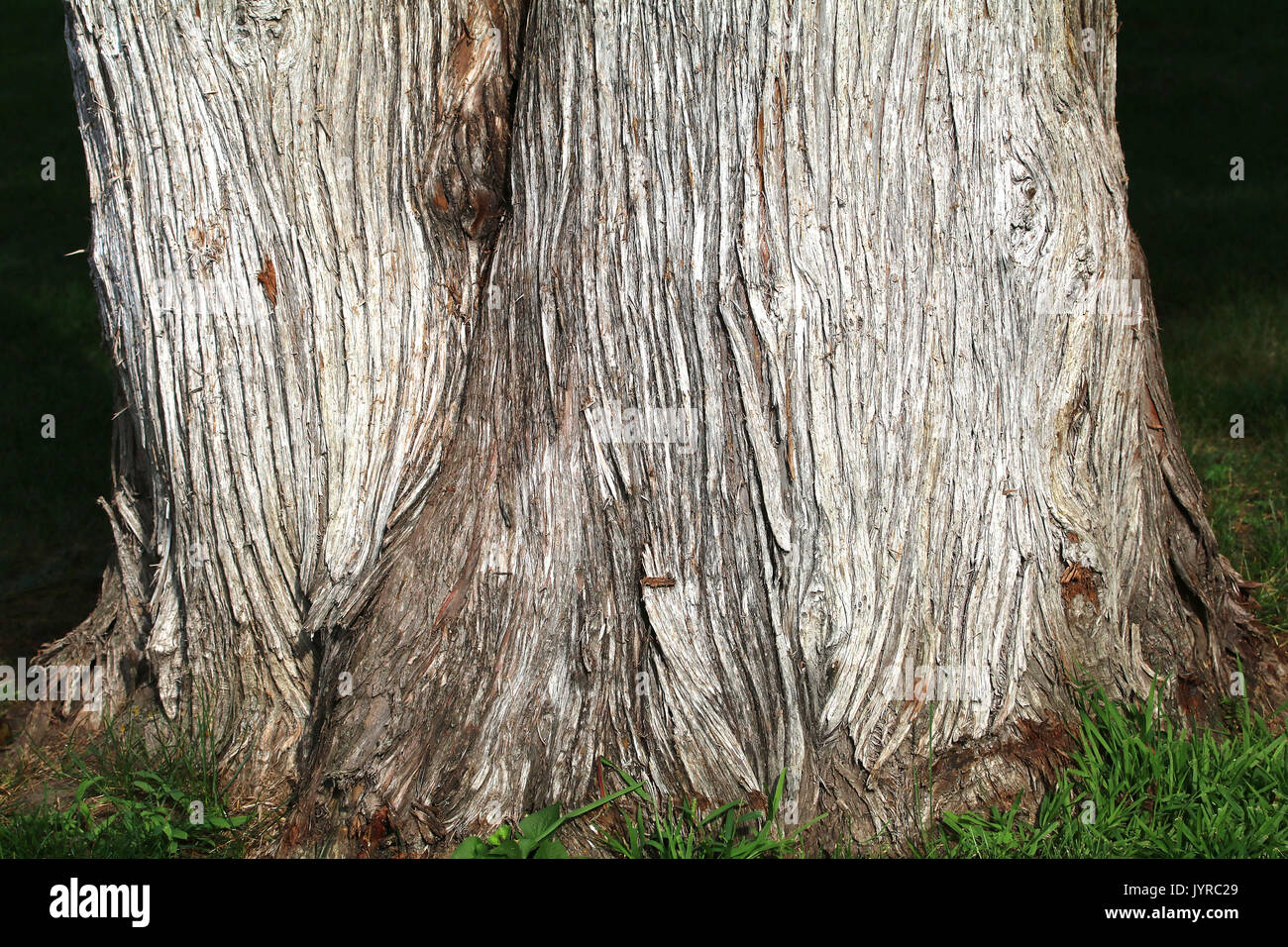 Rough textured bark on an old coniferous tree Stock Photo - Alamy