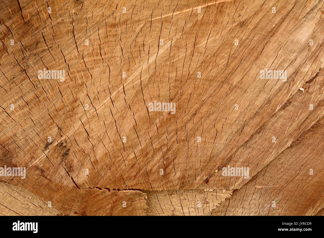 An oak section with cracks radiating outward Stock Photo - Alamy