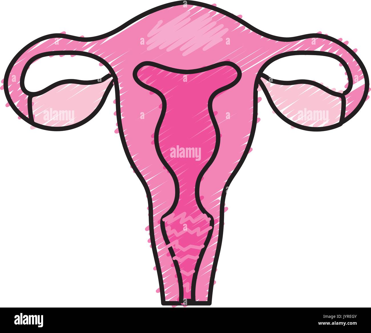 Anatomy Of Human Uterus