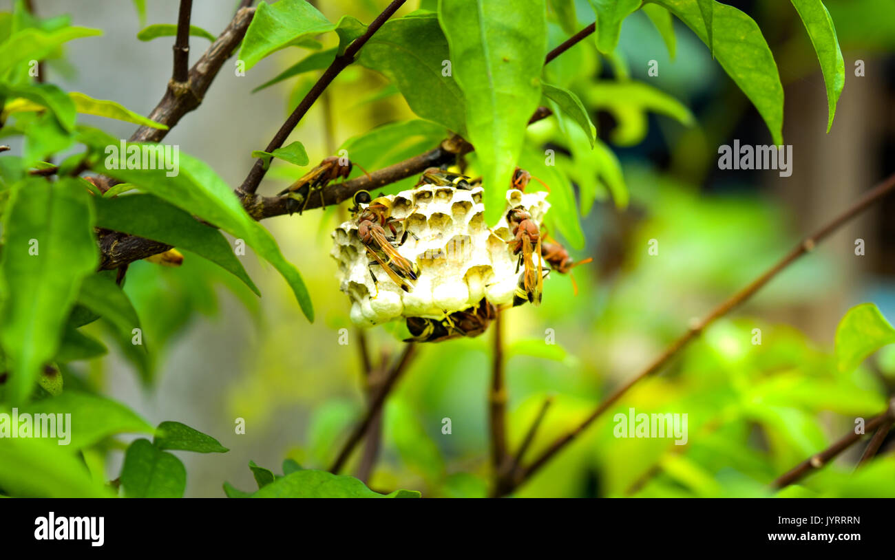 Wasp's nest on the tree,they are nesting and spawning Stock Photo - Alamy