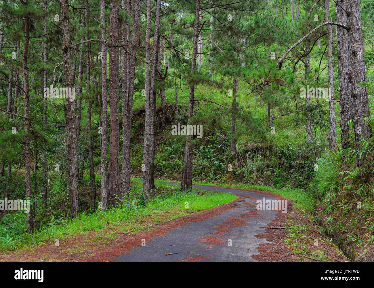 Road at pine forest at sunny day in Dalat, Vietnam. Da Lat is a popular ...