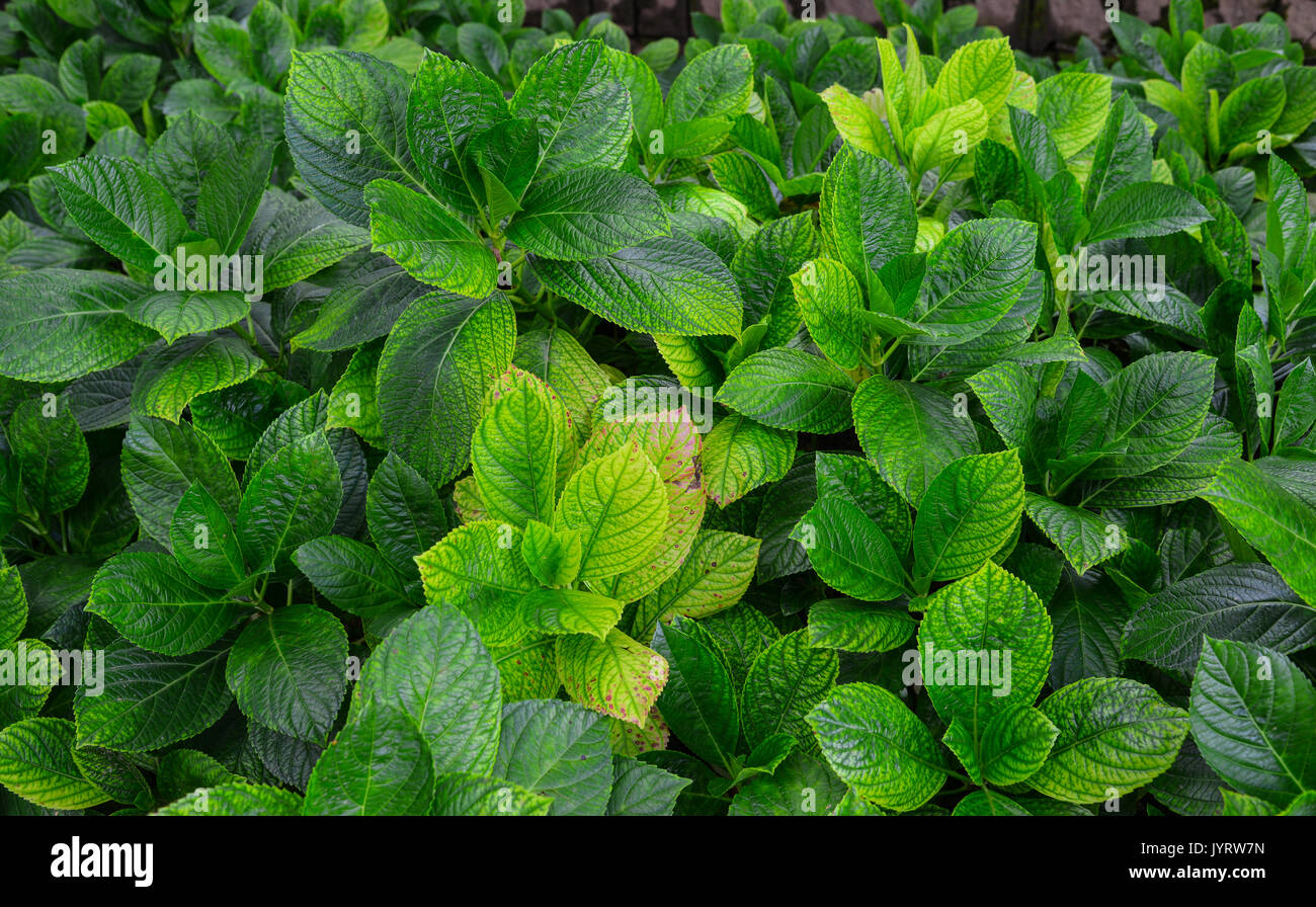 Green Hydrangea plants (Hydrangea macrophylla) in a garden Stock Photo ...