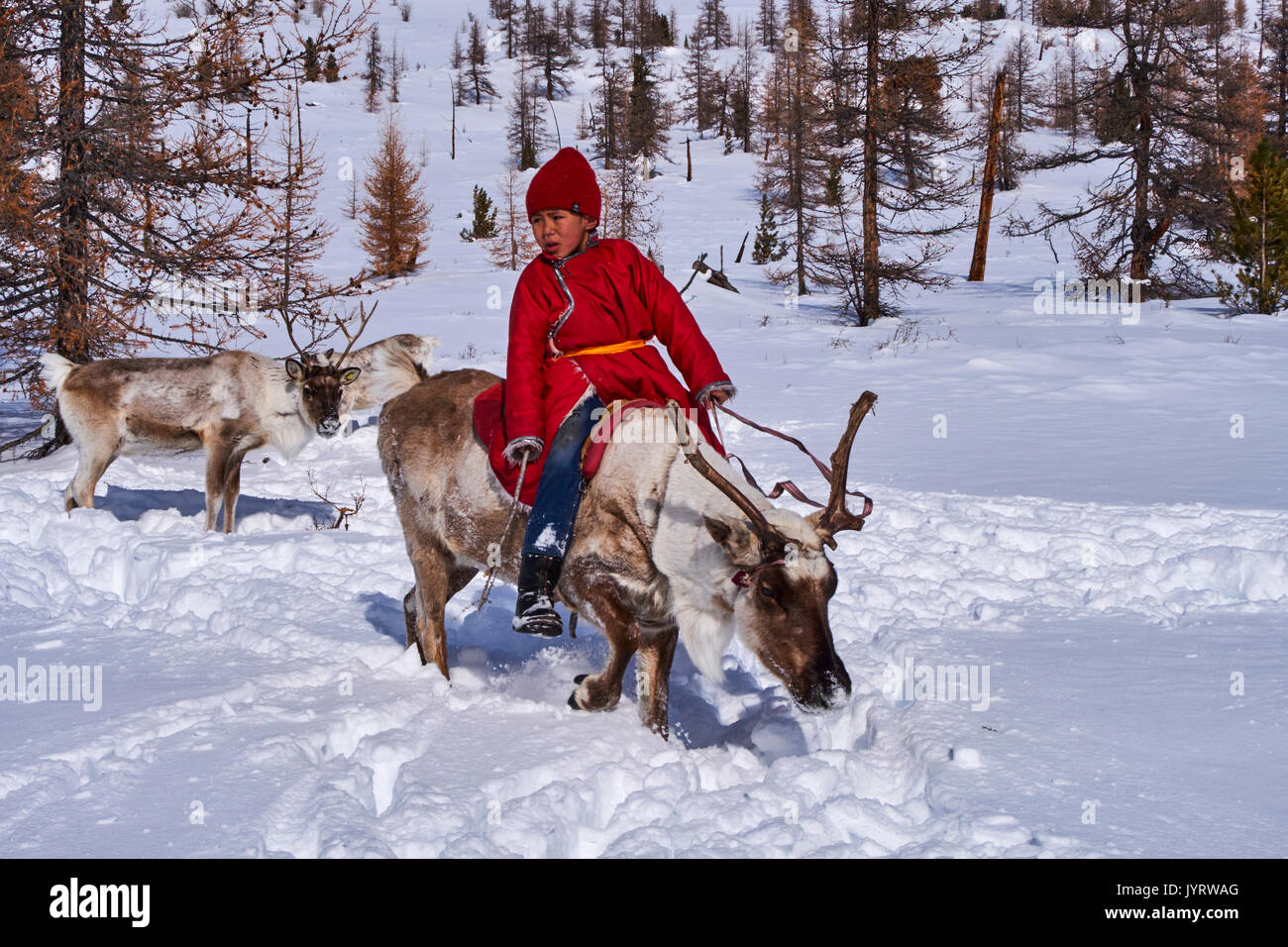 Mongolia, Khovsgol privince, the Tsaatan, reindeer herder, winter ...