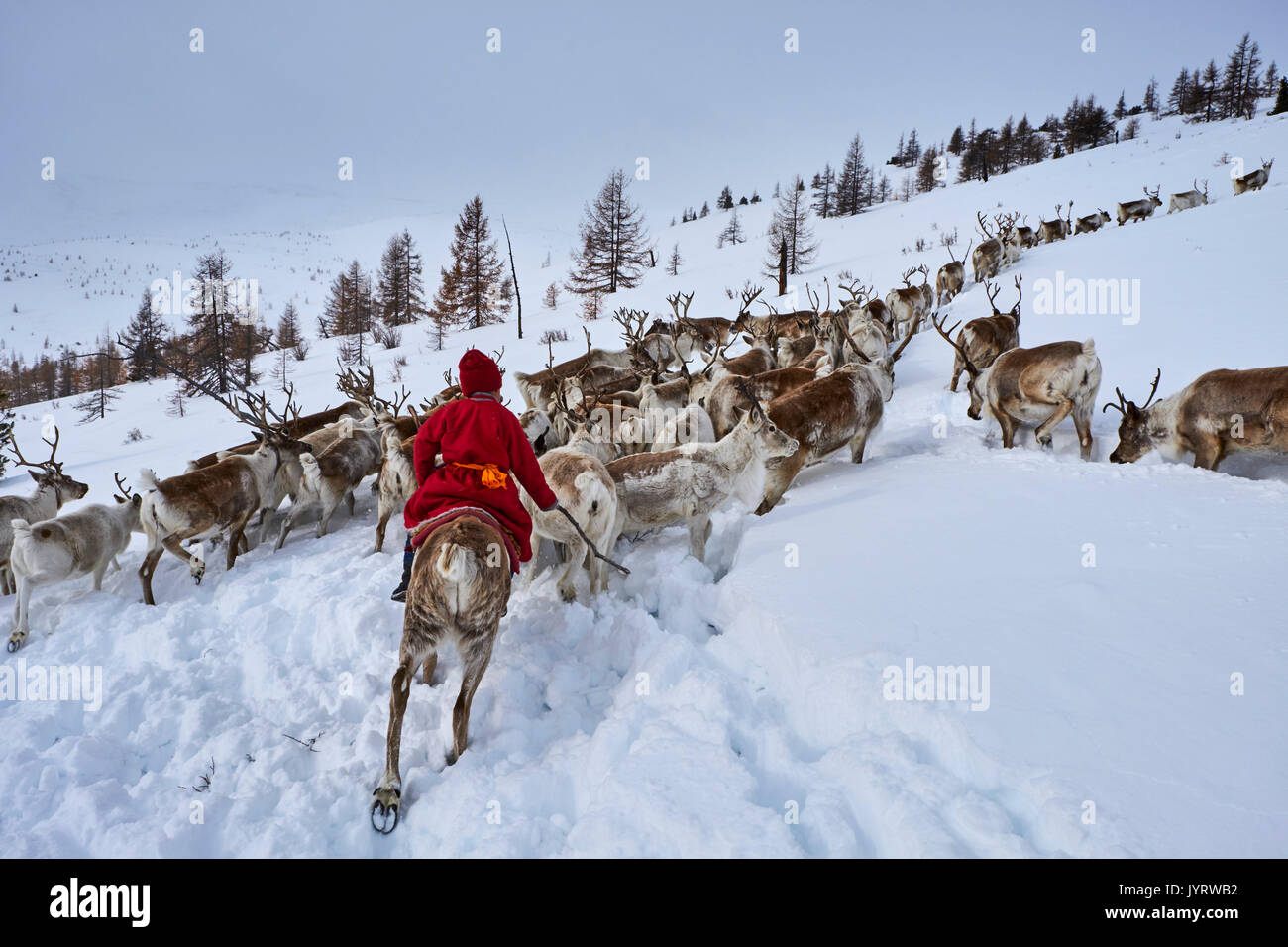 Mongolia, Khovsgol privince, the Tsaatan, reindeer herder, winter ...