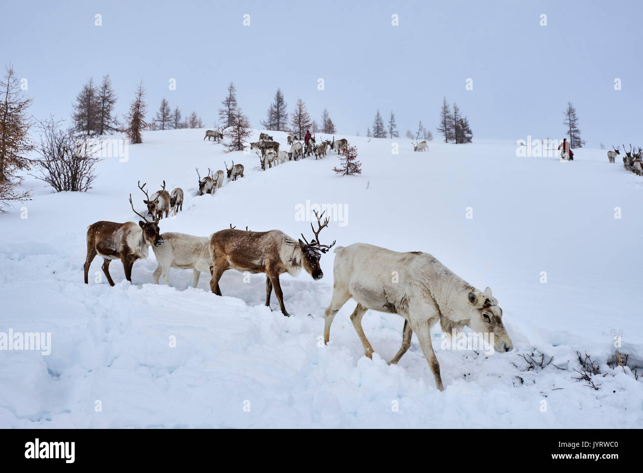 Mongolia, Khovsgol privince, the Tsaatan, reindeer herder, winter ...