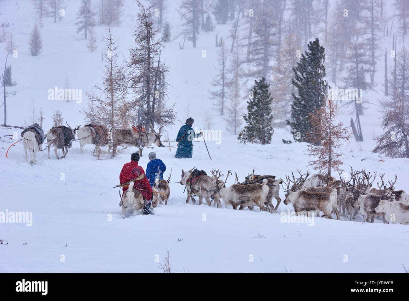 Mongolia, Khovsgol privince, the Tsaatan, reindeer herder, winter ...