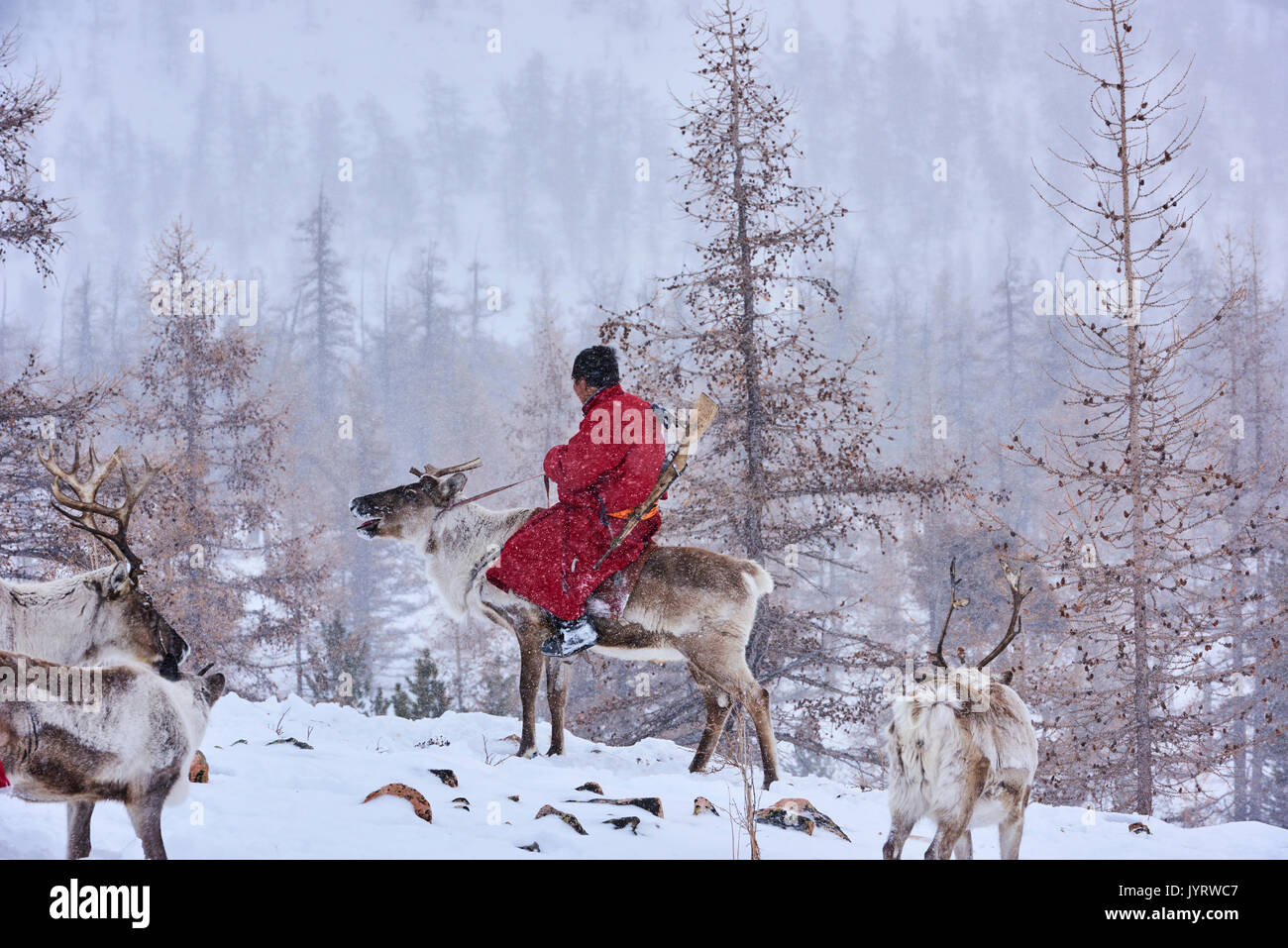 Mongolia, Khovsgol privince, the Tsaatan, reindeer herder, winter ...