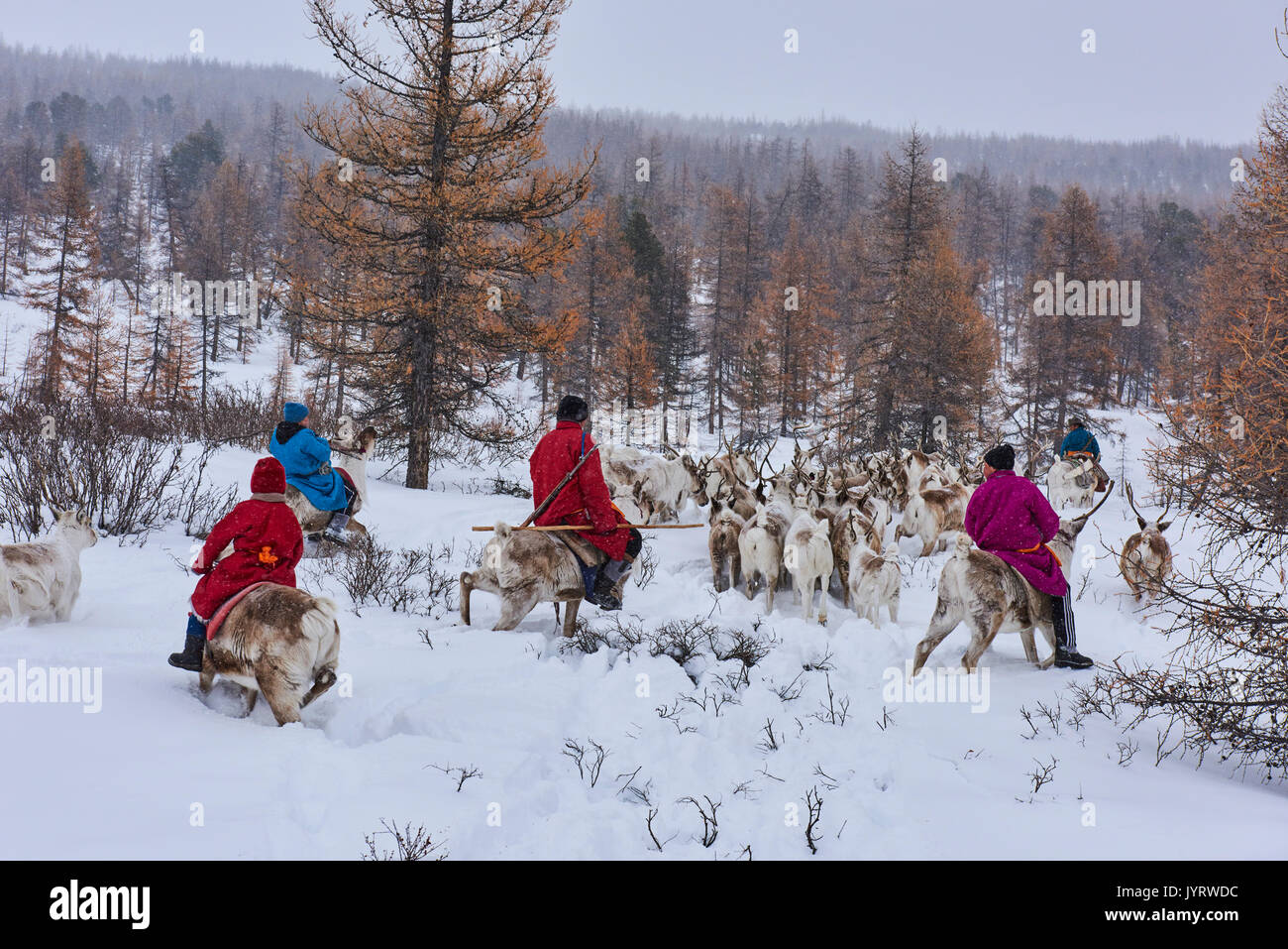 Mongolia, Khovsgol province, the Tsaatan, reindeer herder, winter ...