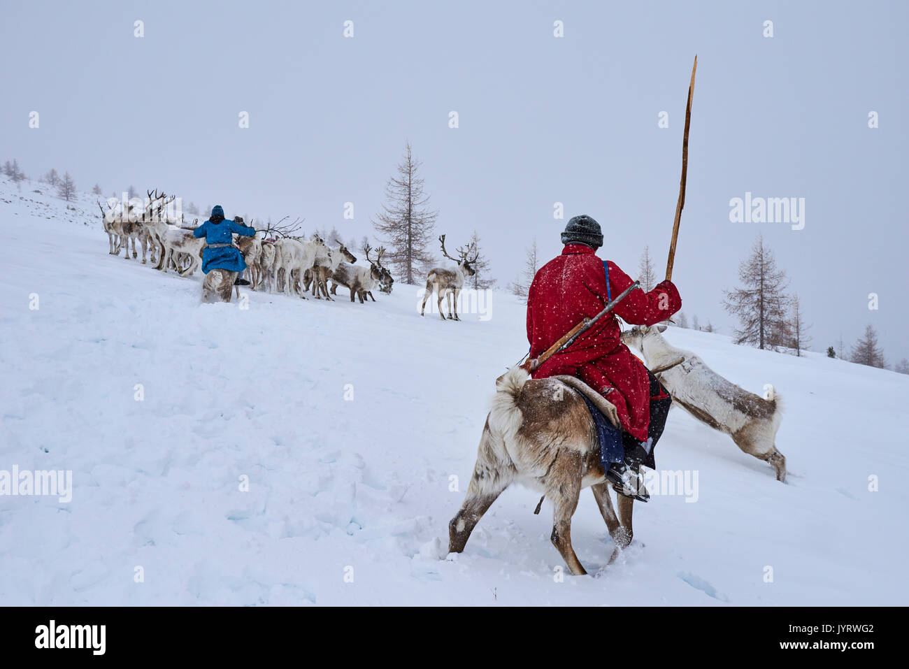 Mongolia, Khovsgol province, the Tsaatan, reindeer herder, winter ...