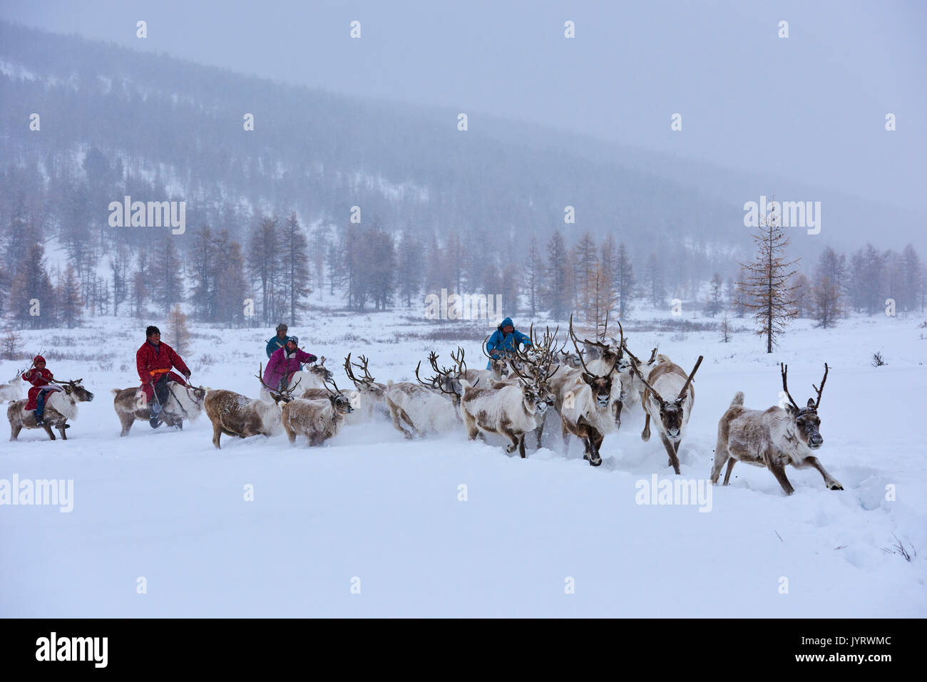 Mongolia, Khovsgol province, the Tsaatan, reindeer herder, winter ...