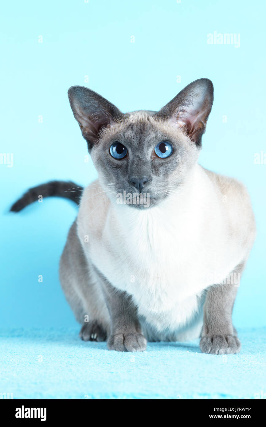 Oriental siamese cat sitting on a light blue background Stock Photo - Alamy