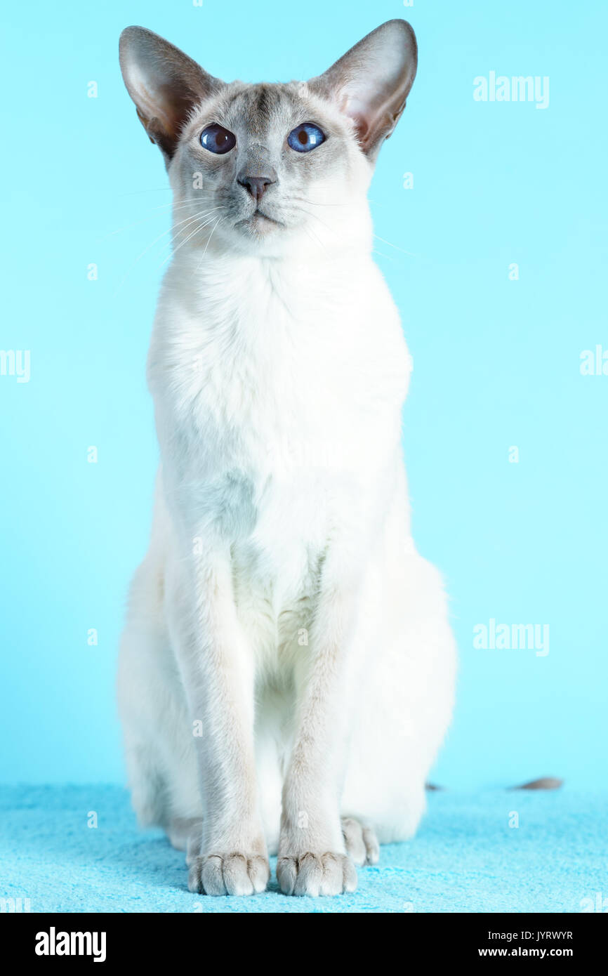 Oriental siamese cat sitting on a light blue background Stock Photo - Alamy