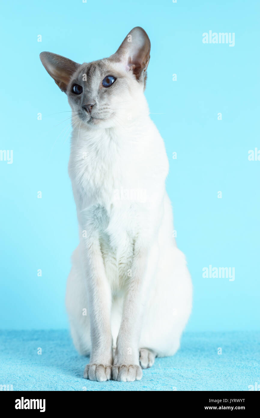 Oriental shorthair cat hi-res stock photography and images - Alamy