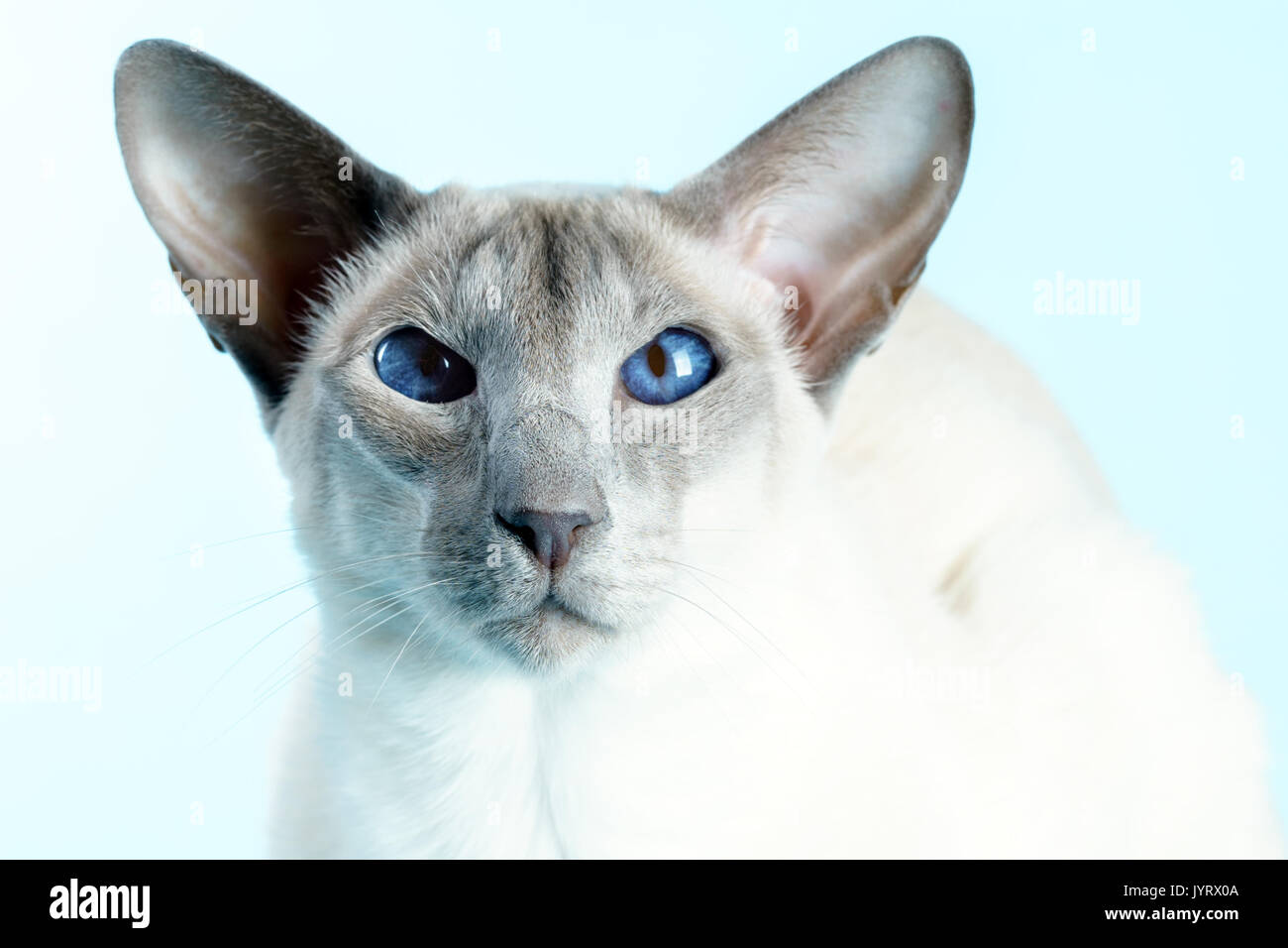 Oriental siamese cat sitting on a light blue background Stock Photo - Alamy
