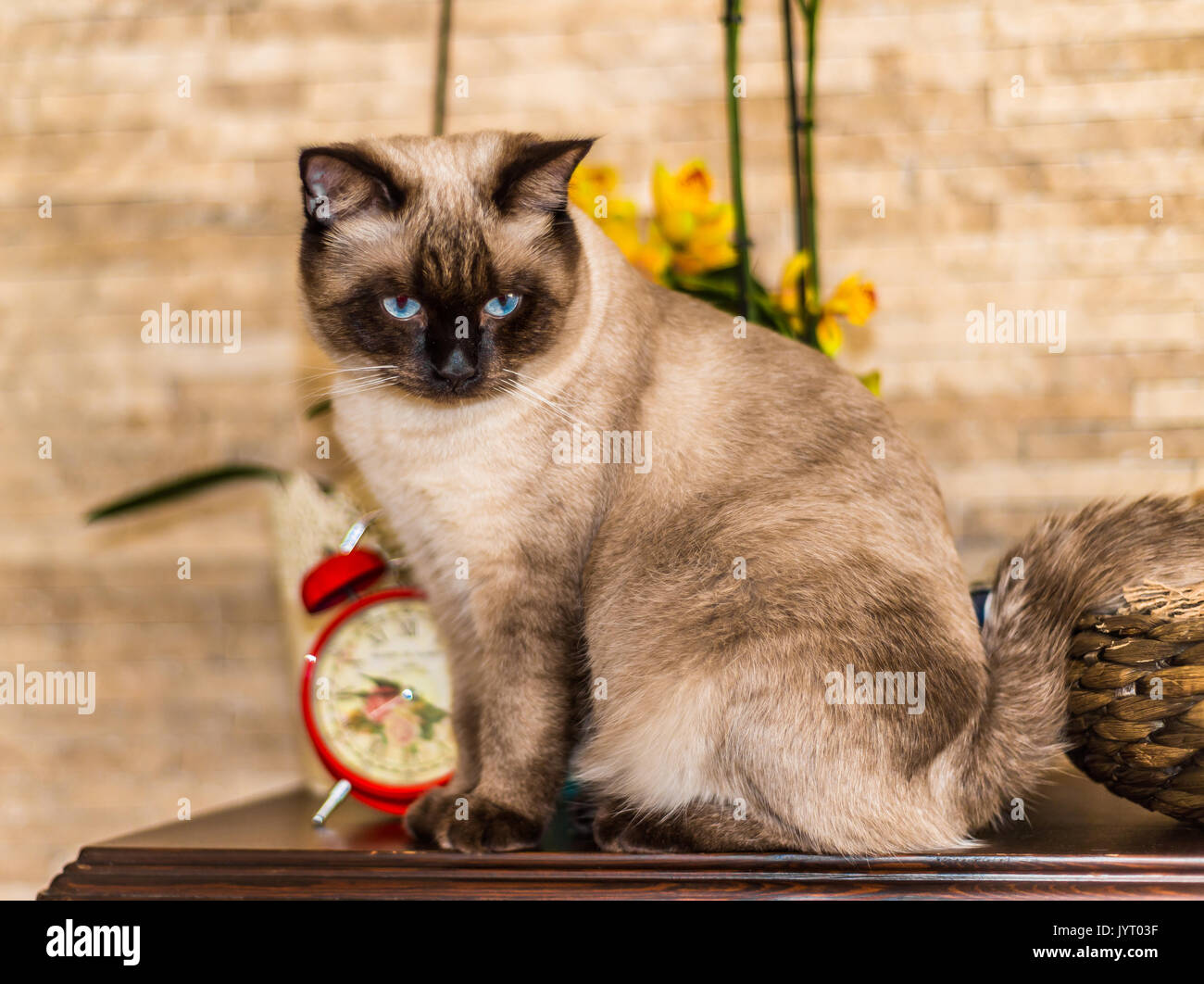 Portrait of siamese cat Stock Photo - Alamy