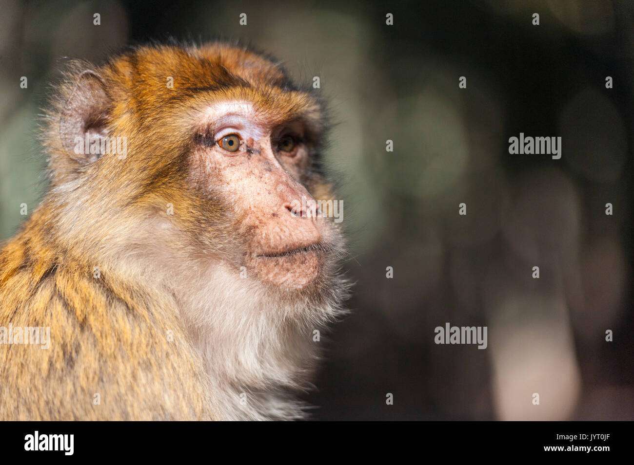 Atlas, Morocco. Barbary monkeys in the forest Stock Photo - Alamy