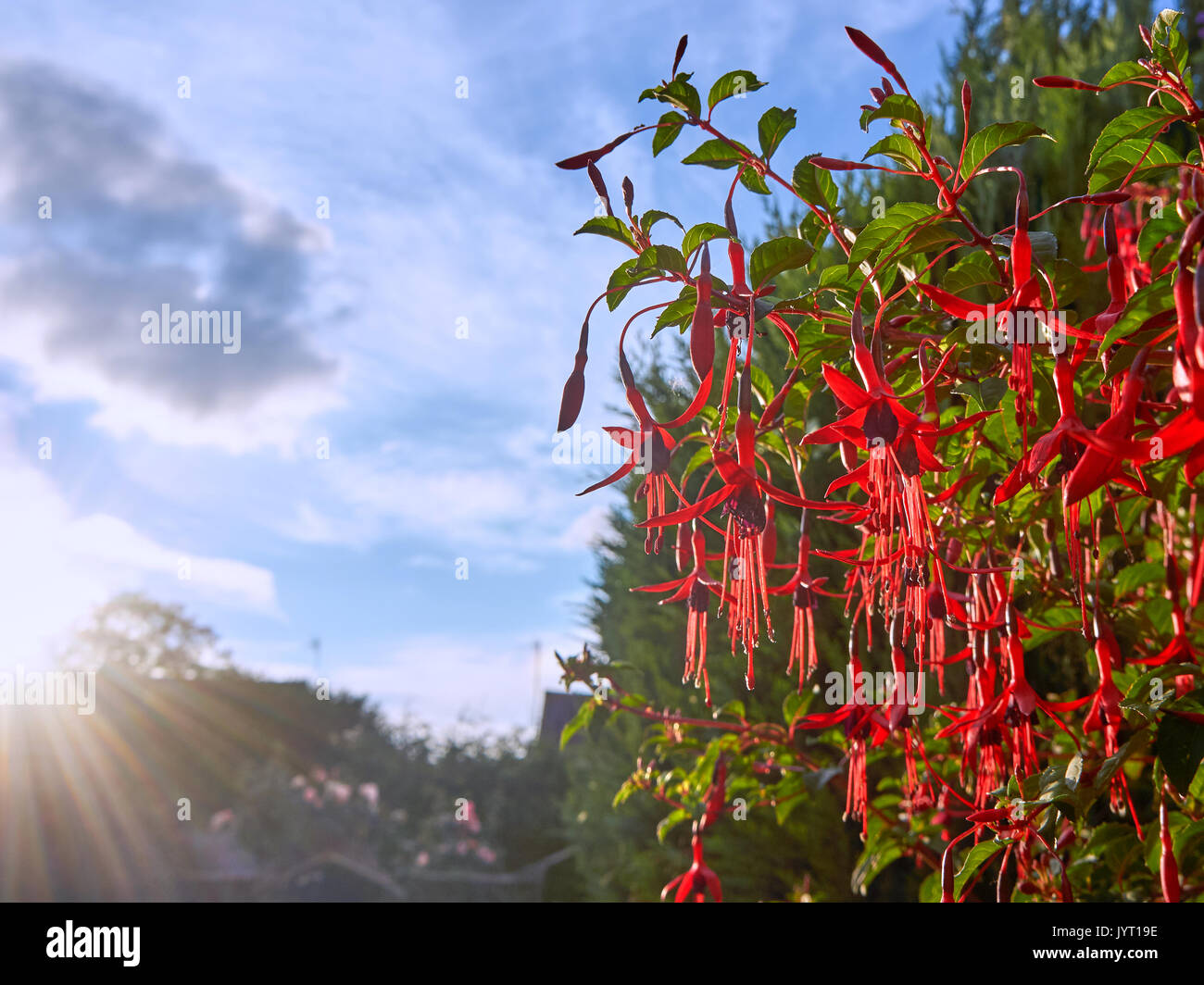 Fuchsia rufus the red hi-res stock photography and images - Alamy