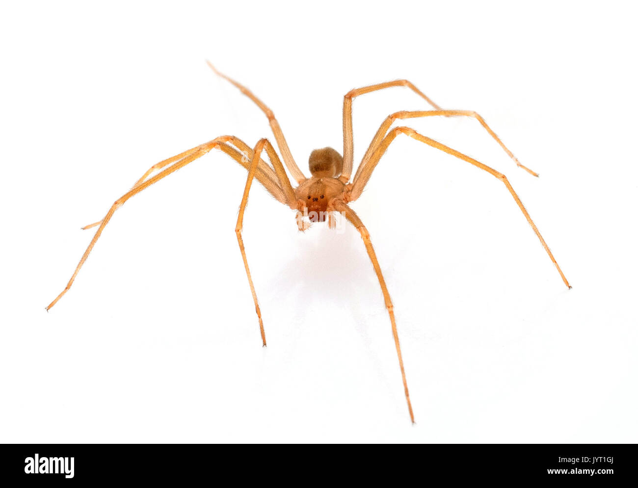 Brown recluse spider in front of white background Stock Photo - Alamy