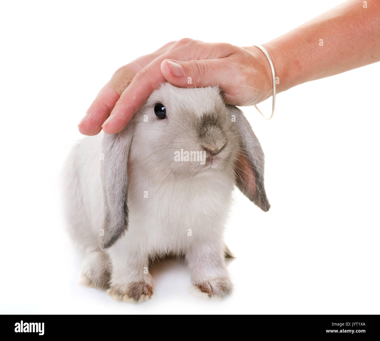 Mini Lop in front of white background Stock Photo - Alamy