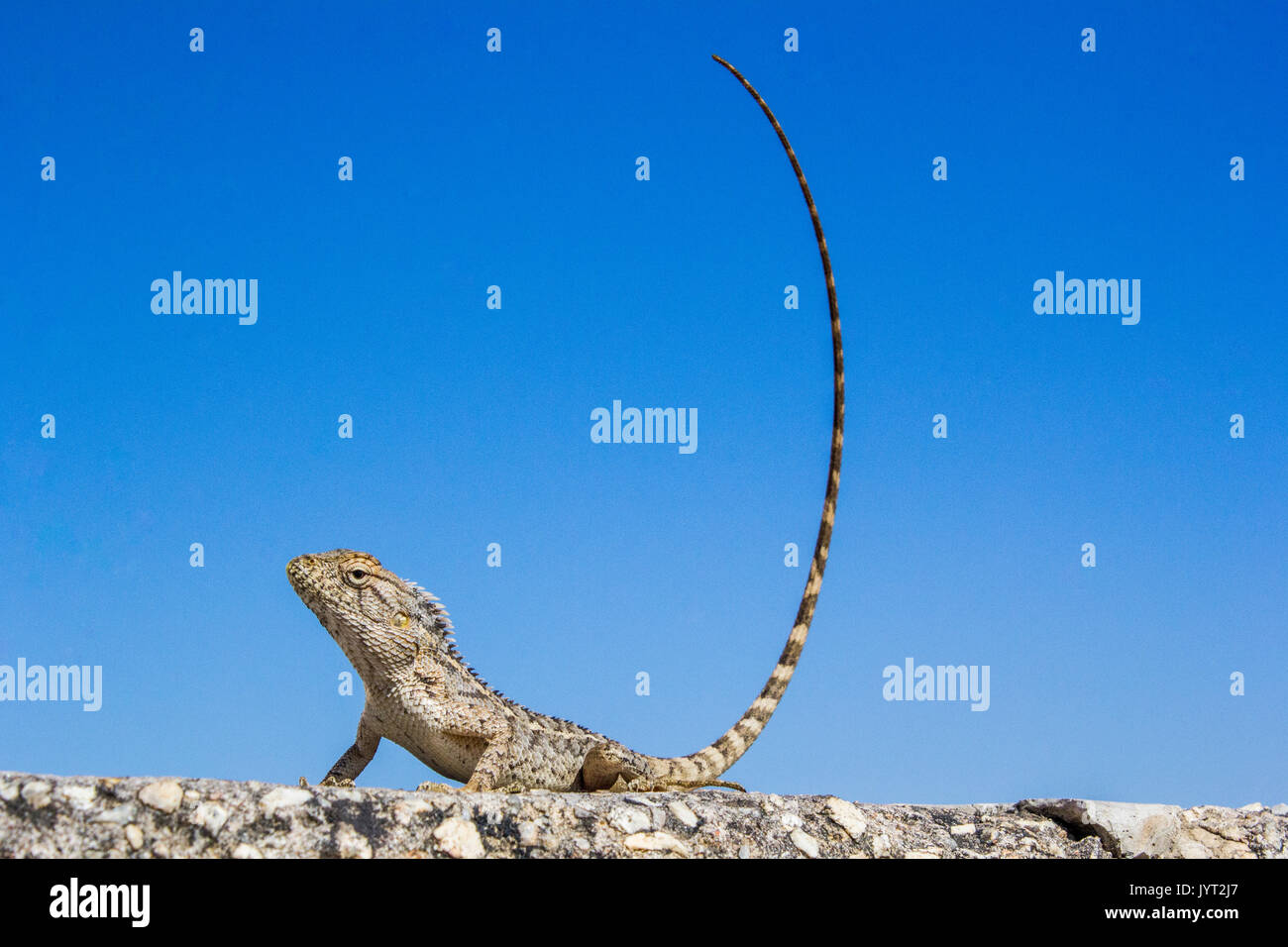 Sky lizard hi-res stock photography and images - Alamy