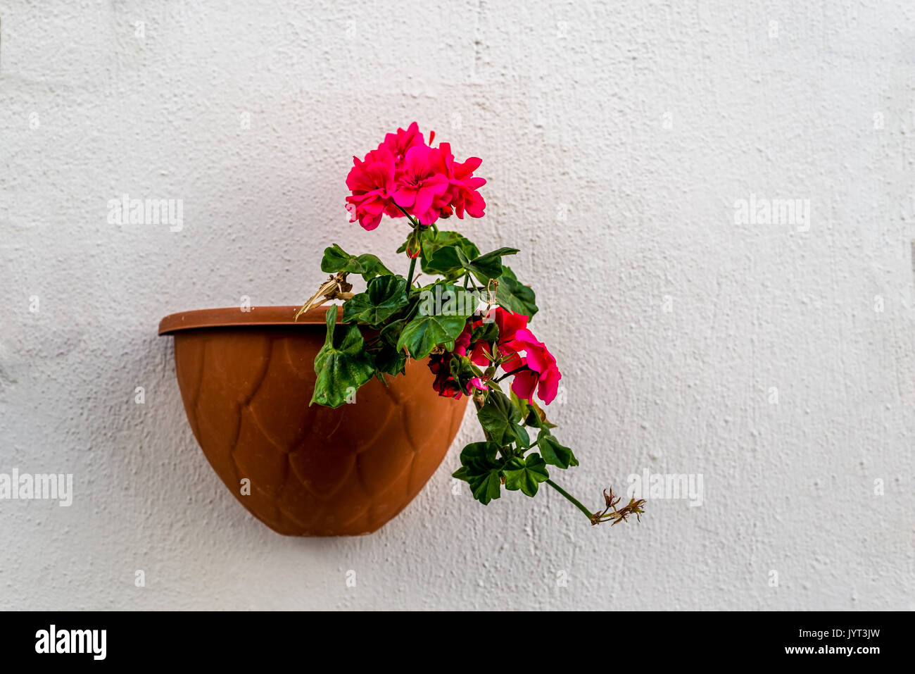 Red geranium flower on white wall Stock Photo - Alamy