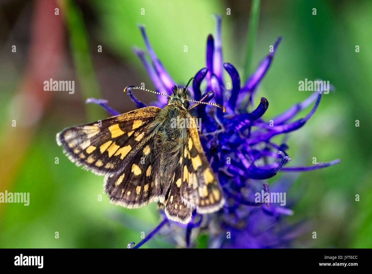 Chequered Skipper or Arctic Skipper butterfly (Carterocephalus palaemon ...