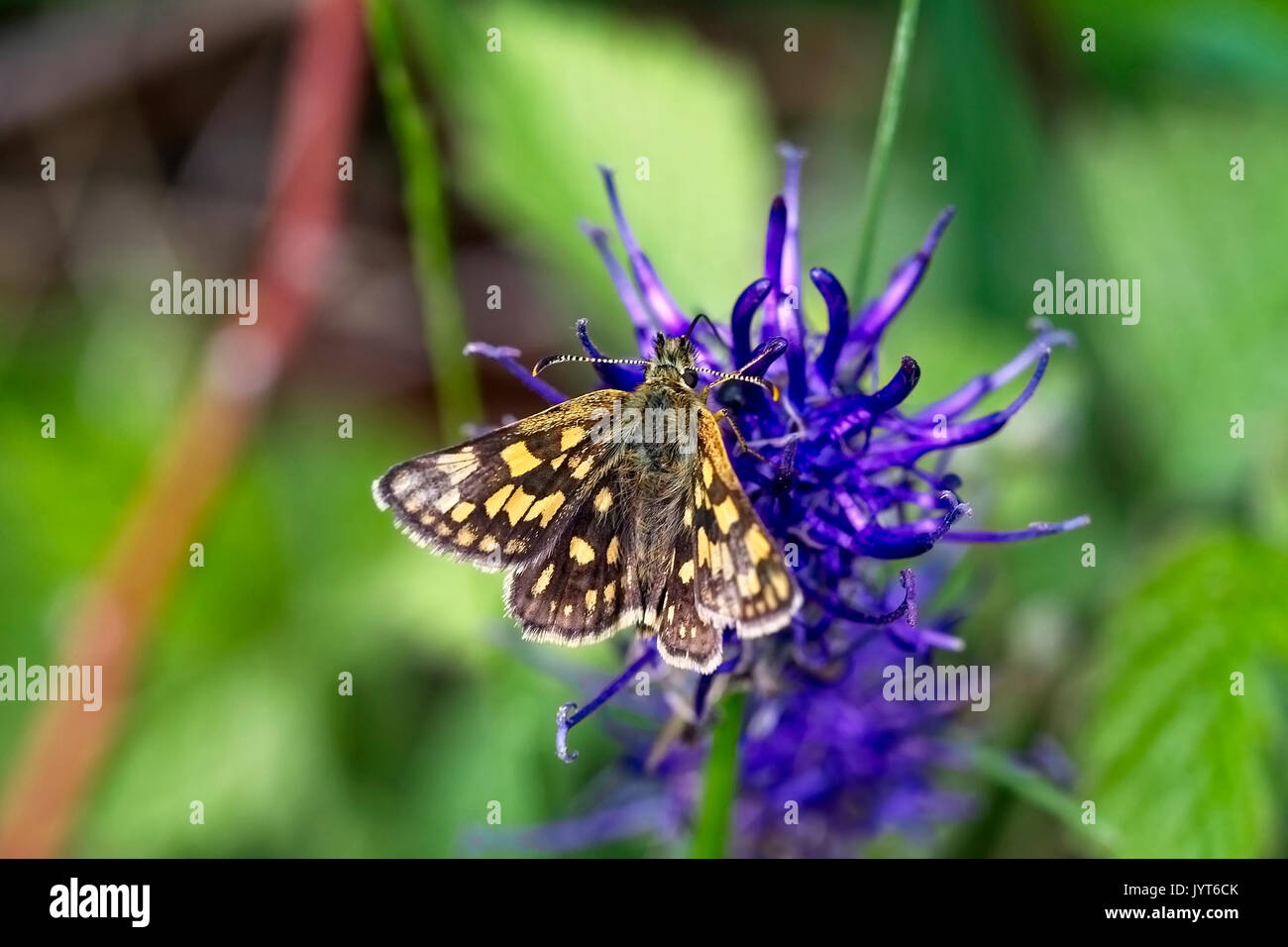 Chequered Skipper or Arctic Skipper butterfly (Carterocephalus palaemon ...