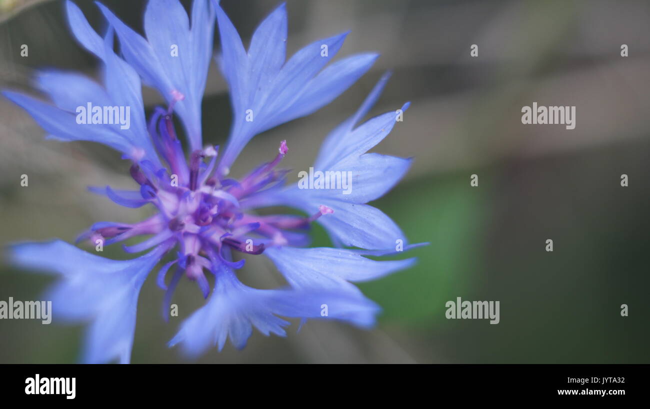 Blue corn flowers hi-res stock photography and images - Alamy
