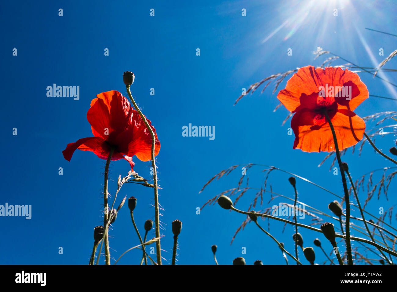 Field low angle hi-res stock photography and images - Alamy