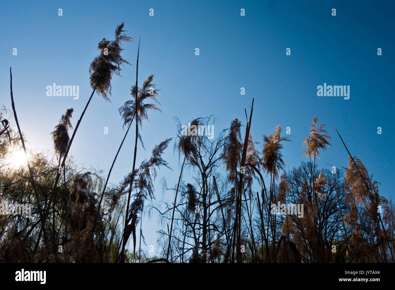 Reed plants hi-res stock photography and images - Alamy