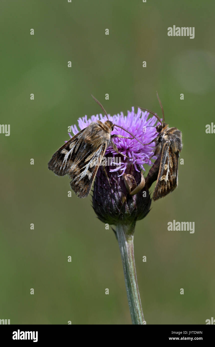 antler moth;cerapteryx graminis;insh marshes;cairngorms national park ...