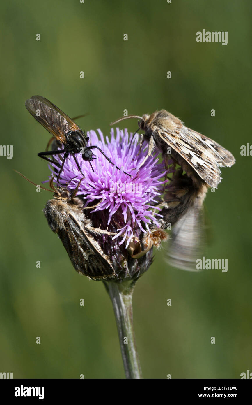 antler moth;cerapteryx graminis;insh marshes;cairngorms national park ...