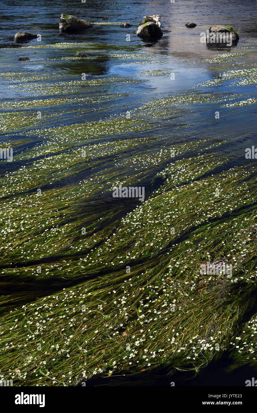 river water-crowfoot;rununculus fluitans;spey bridge;river spey ...