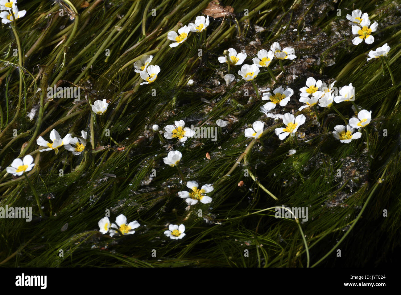 river water-crowfoot;rununculus fluitans;spey bridge;river spey ...