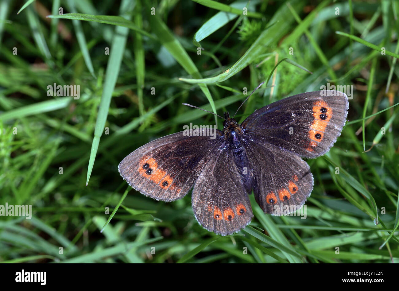 scotch argus;butterfly;erebia aethiops;insh marshes;cairngorms national ...