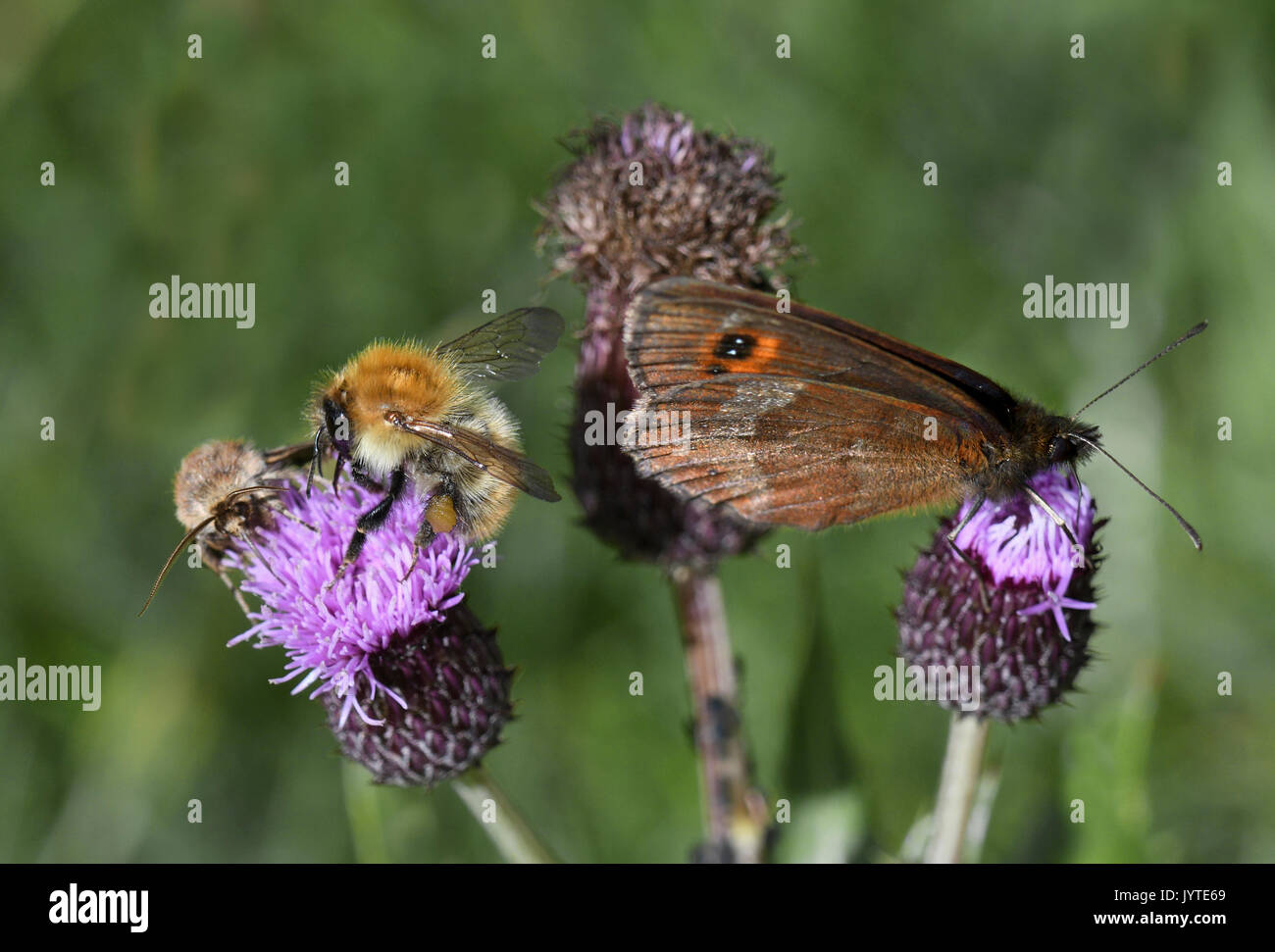 scotch argus;butterfly;erebia aethiops;moss carder bee;bombus muscorum ...