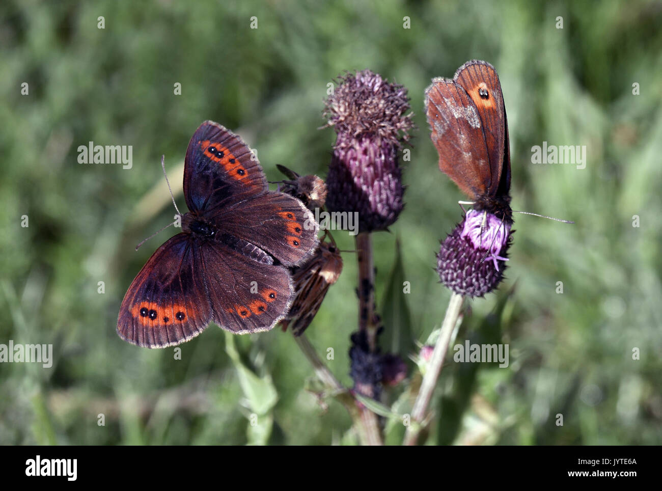 scotch argus;butterfly;erebia aethiops;insh marshes;cairngorms national ...