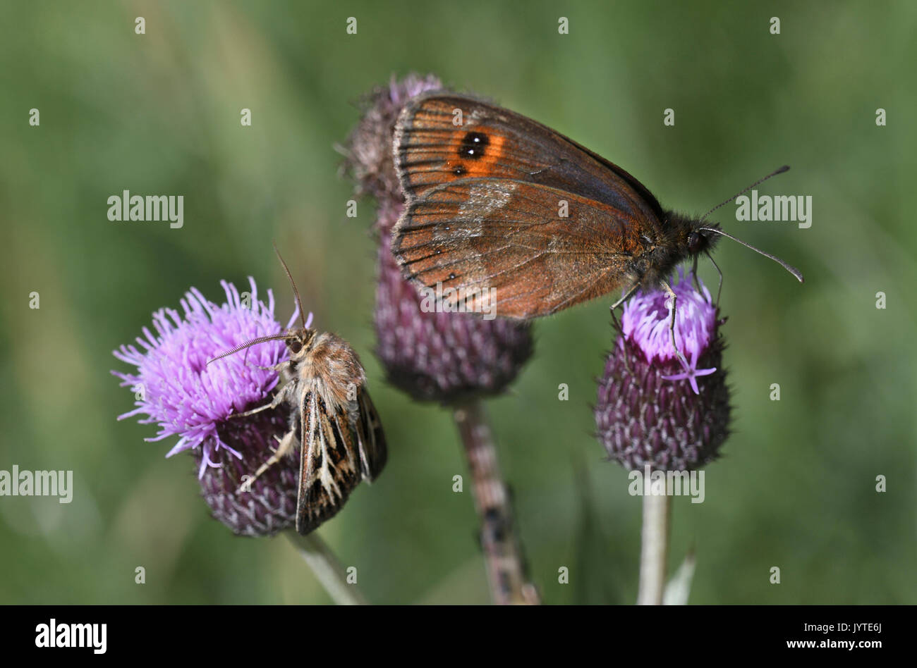 scotch argus;butterfly;erebia aethiops;insh marshes;cairngorms national ...