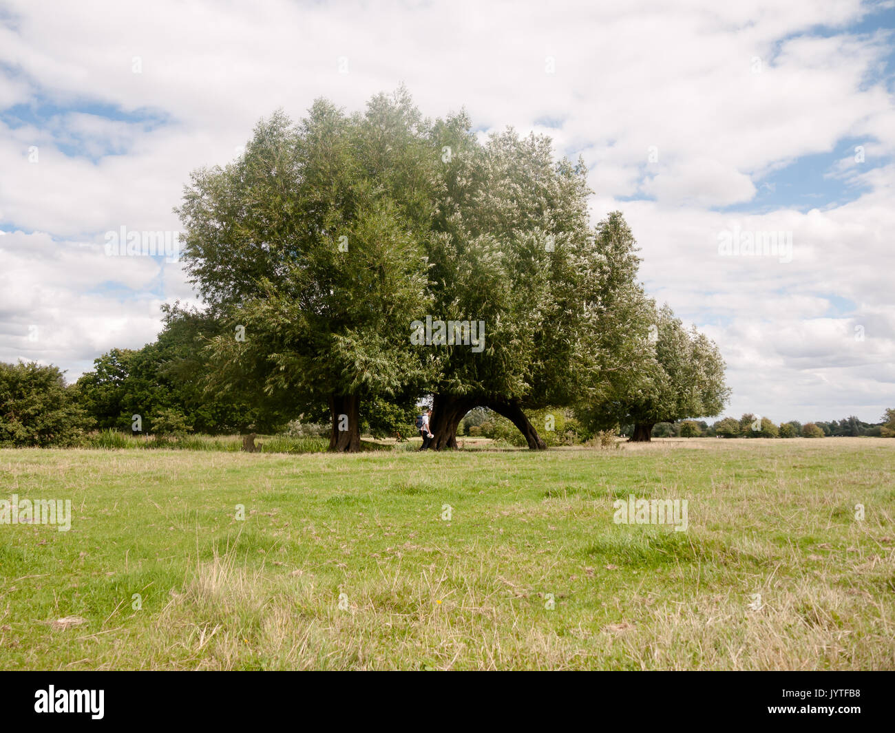 a big oak tree landscape outside along river with person walking ...