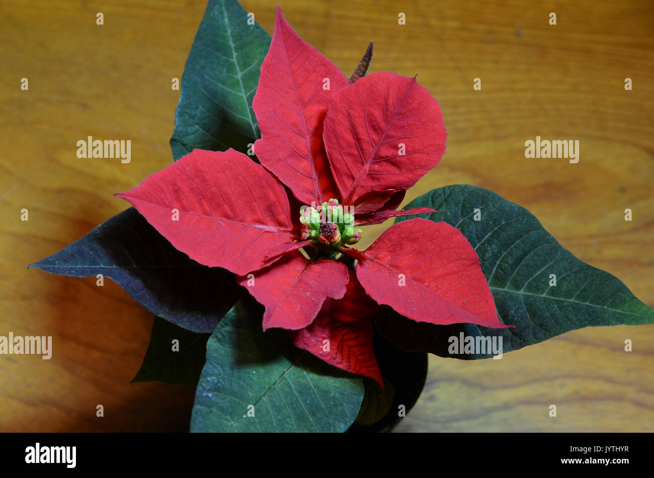 Closeup on red Pointsettia flower Stock Photo - Alamy