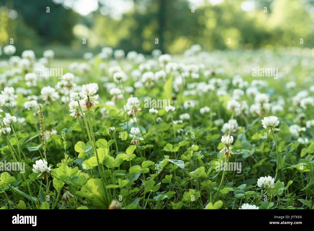 Clover lawn wildlife hi-res stock photography and images - Alamy