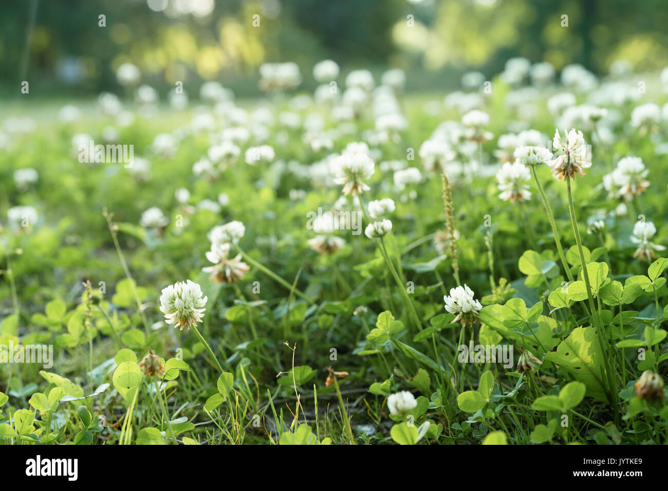 Green clover garden hi-res stock photography and images - Alamy