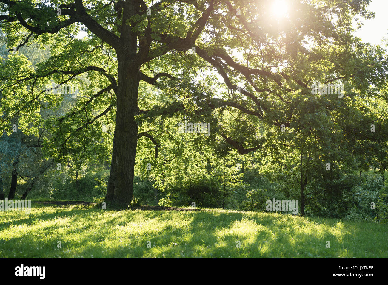 old oak tree in summer sunset on meadow Stock Photo - Alamy